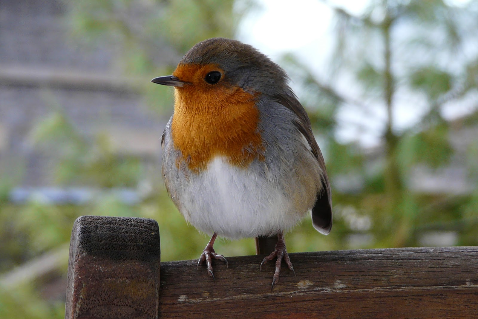 Maria's Blog: Why Male Robins are so butch!