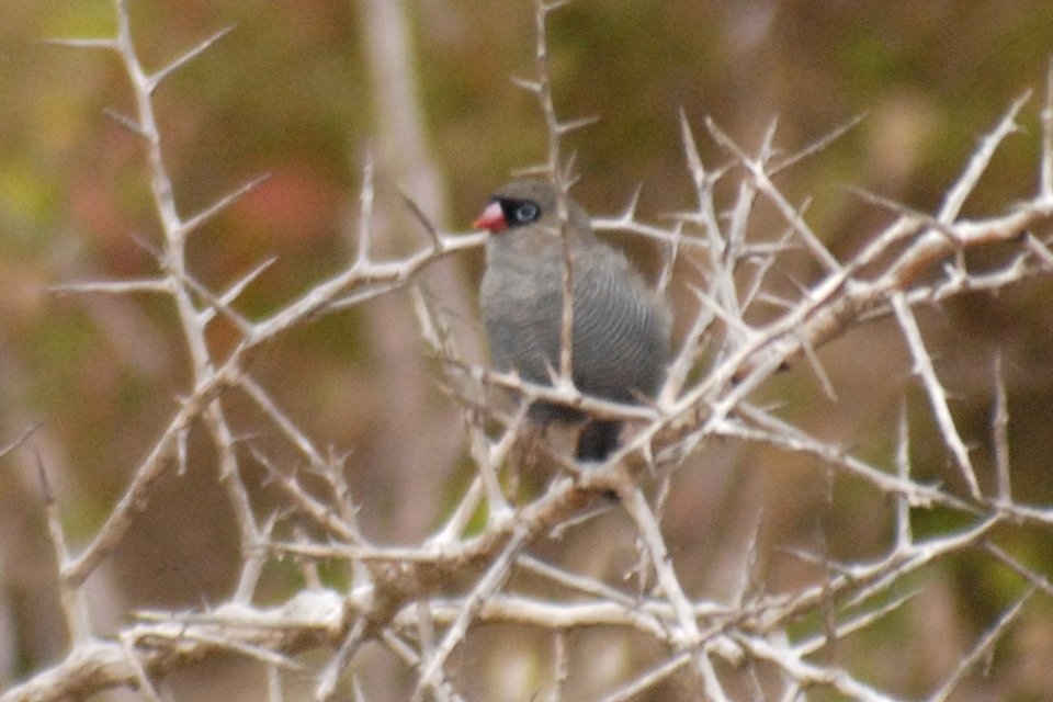 Kay Parkin Birding: Salt Creek - The Heart of the Coorong, SA