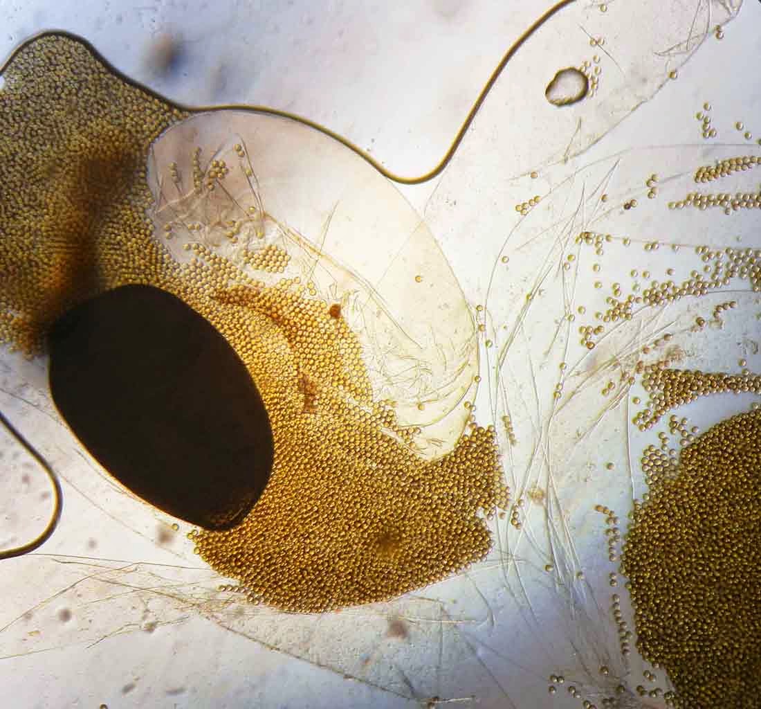 Weird and Wonderful Wild Mushrooms: 2014