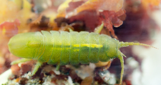 Wanderin' Weeta (With Waterfowl and Weeds): Pickle bug