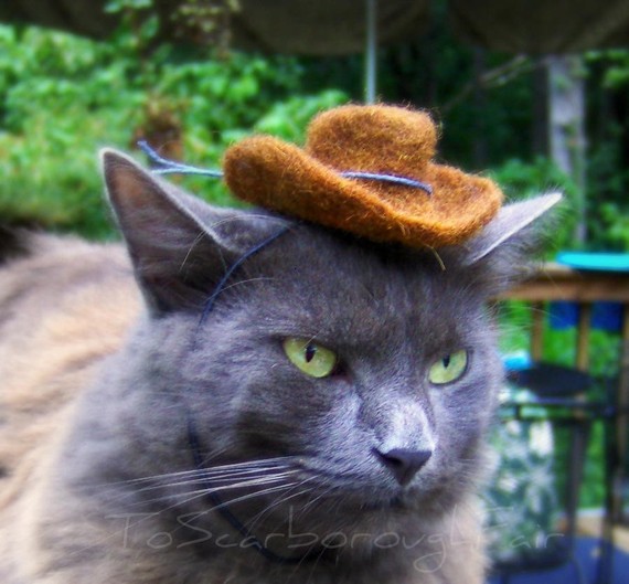 Hats For Cats: Fun Or Wanton Animal Abuse? | Mimi and Tilly