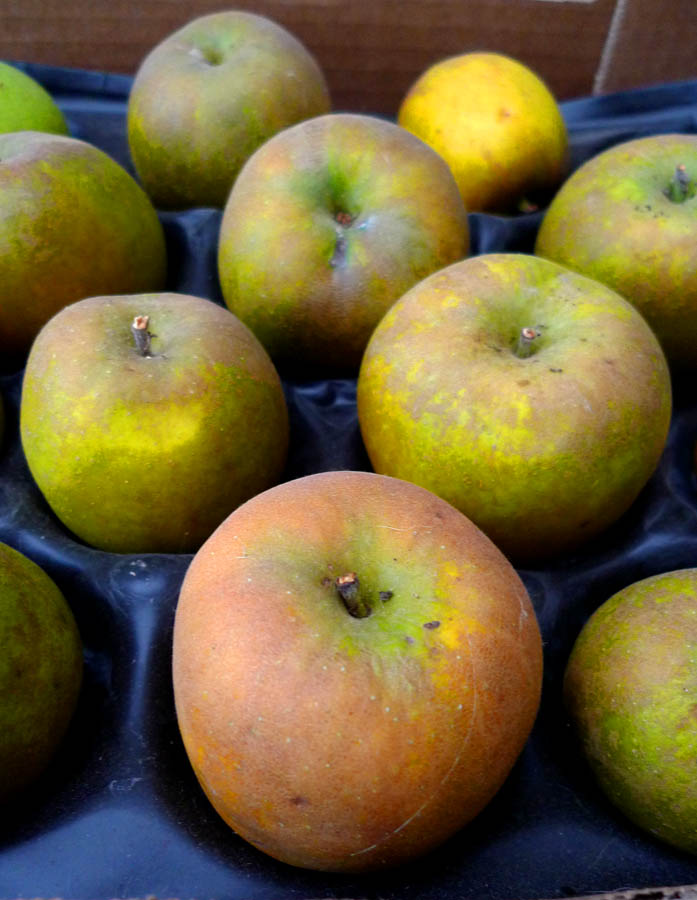 oxfordpomona: Golden Russet