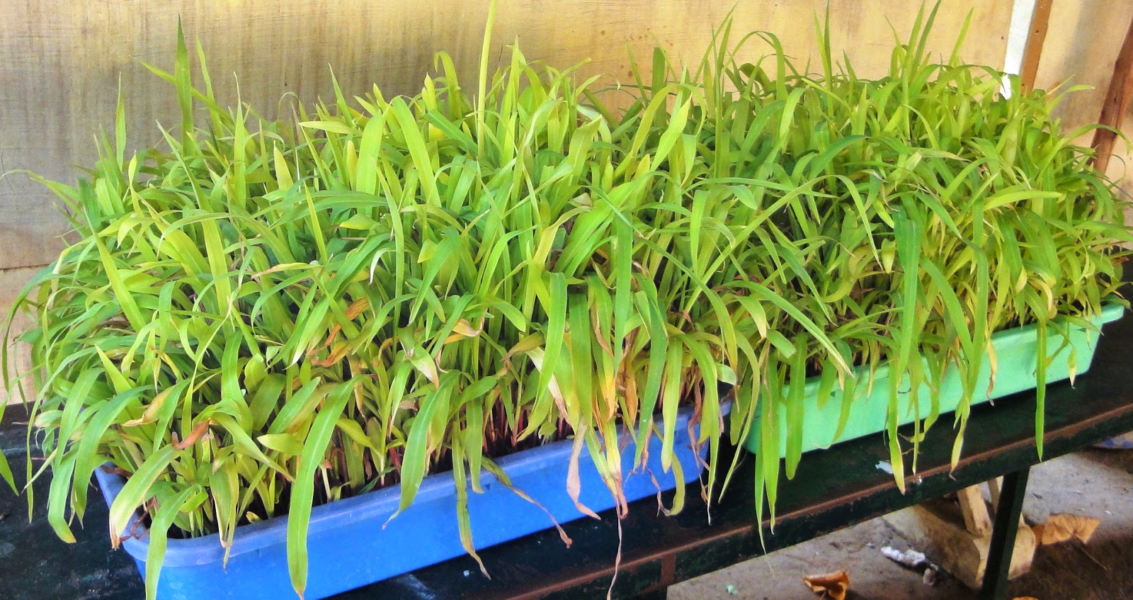 NGO News blog, NewsLine: SEVAI promotes fodder for goats from one week ...