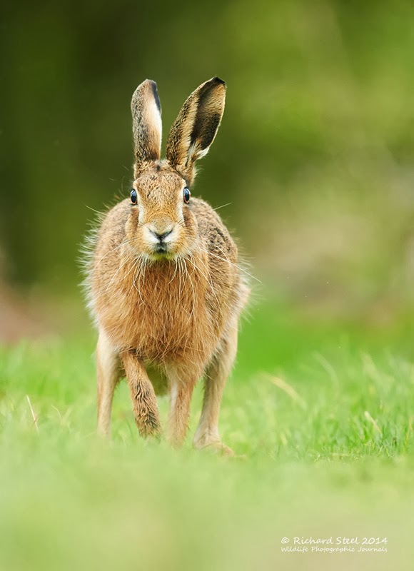 Wildlife Photographic Journals: A Tale of Two Hares