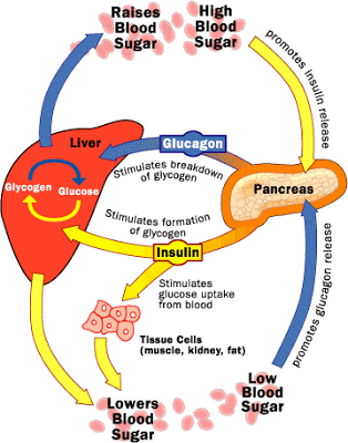 Ask Dr. Judi: Glucagon--the Forgotten Blood Sugar Hormone that can Make ...