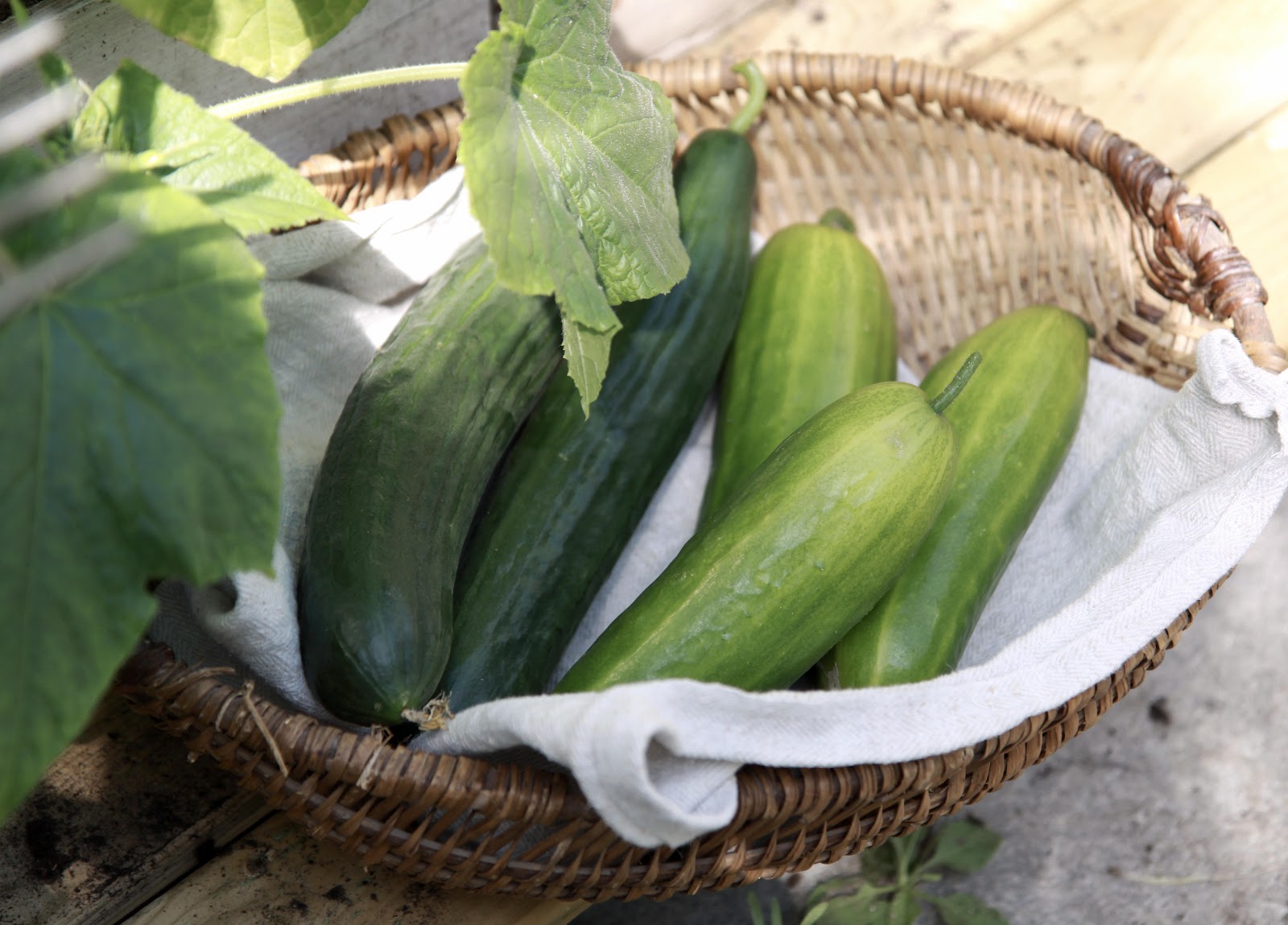 Modern Country: My very first homegrown cucumbers