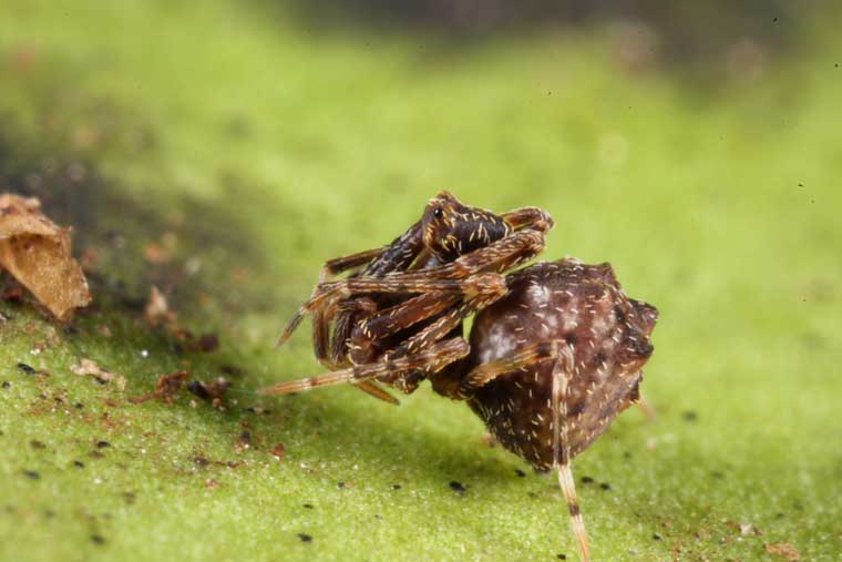 Info-Junction Blog: Pelican Spiders ( Assassin Spider)