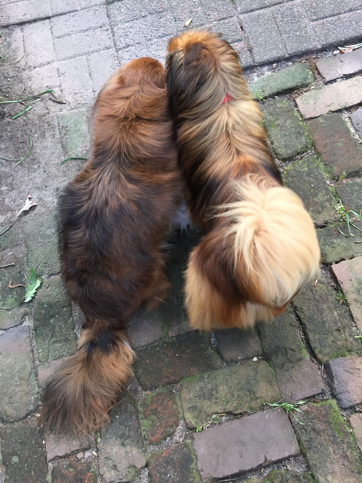 Must Love Pekes: FAREWELL SWEET BENNY/BENJAMIN