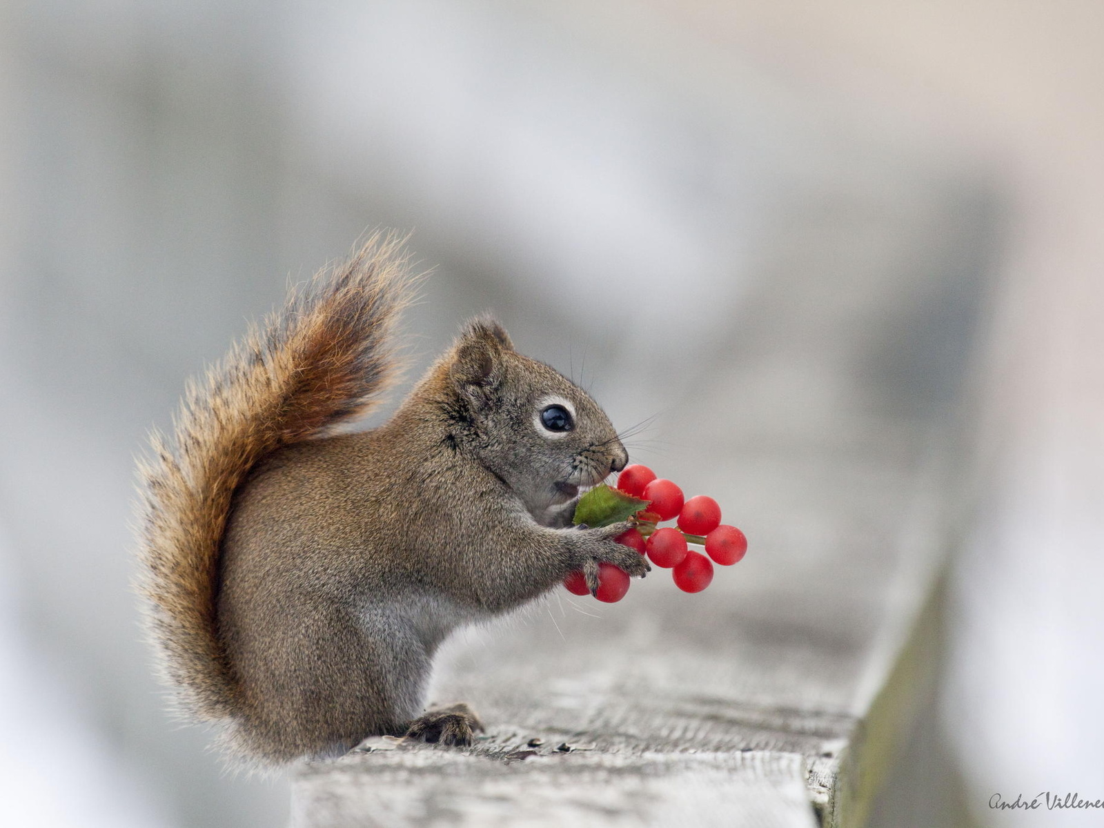 Fotos de ardillas comiendo en bosques