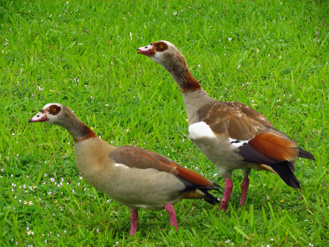 Married To A Birder: Florida Everglades 2014 - Day 6