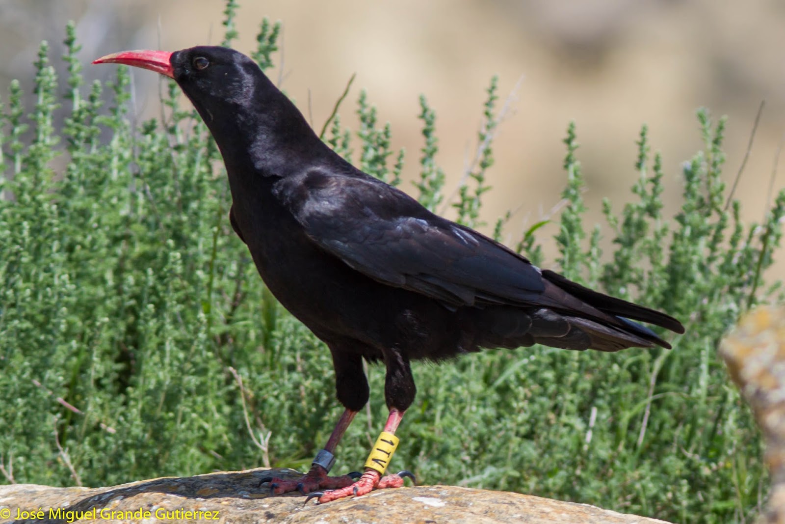 AVECEDARIO2016-UN MUNDO MARAVILLOSO: Chova piquirroja(Pyrrhocorax ...