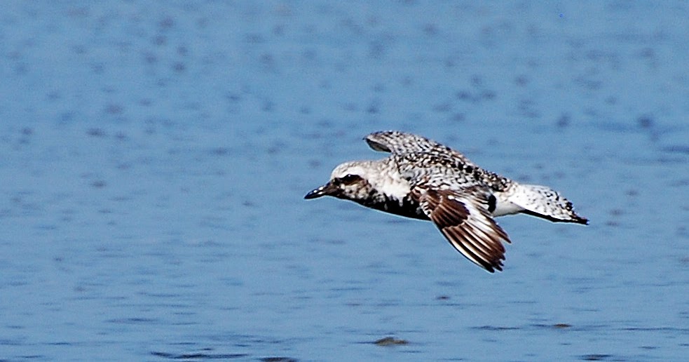 Birding Is Fun!: The Art and Poetry of the Black-bellied Plover