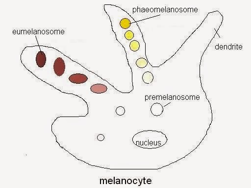 Melanocytes definition - What are melanocytes? | the dynamic natural ...