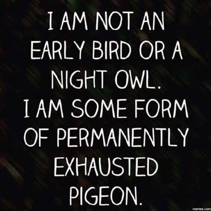 The start of something new: Permanently exhausted pigeon