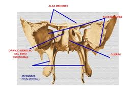Hueso Esfenoides