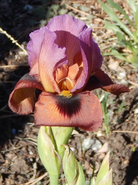 World of Irises: An Arilbred Iris Sampler