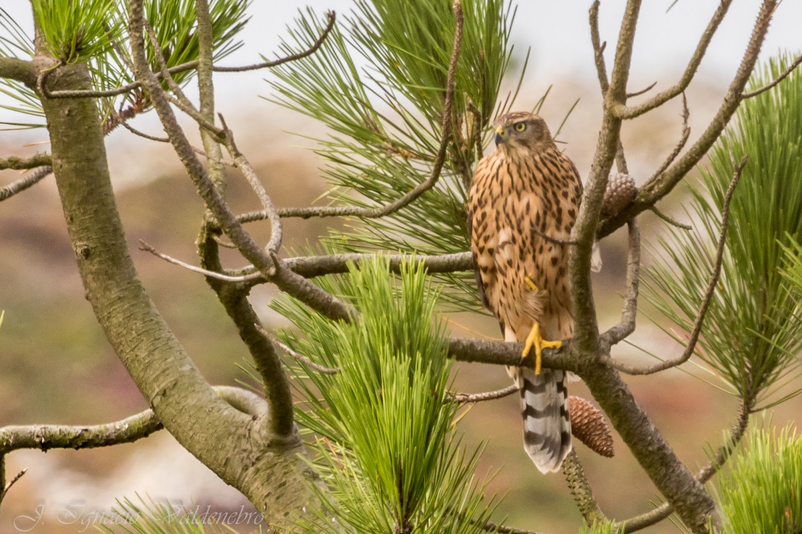 DocNatureBlog: En Peñas, mi ave rapaz favorita. Azor Común (Accipiter ...