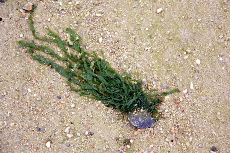 Fossil CSI: Comparing fossil seaweed (attached to a rock anchor) found ...