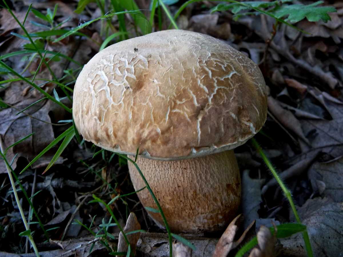 r o b i n 's y a r d: Boletus (ΙΙ)