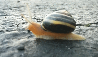 Blonde Paresseuse: Petit escargot