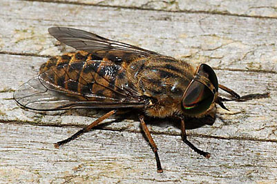 Time to Fly: Introduction: Different species of flies