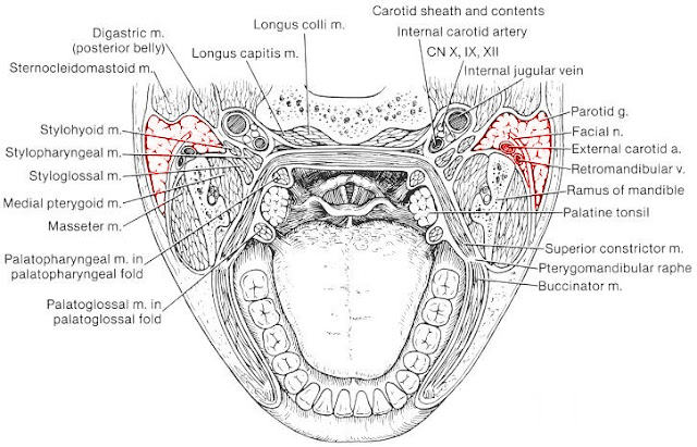 Dentistry and Medicine: Anatomy and Physiology of the Salivary Glands ...