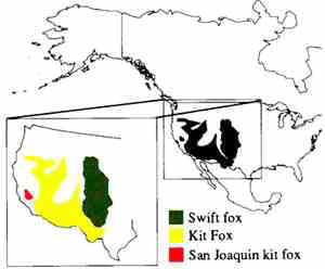 Endangered Earth Blog: San Joaquin Kit Fox
