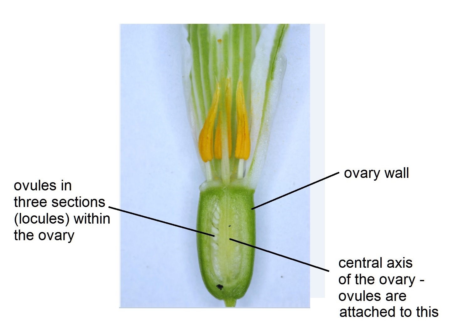 Mike's North Hants nature watch: The snowdrop (Galanthus nivalis) an ...