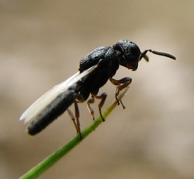Variety of Life: Platygastridae