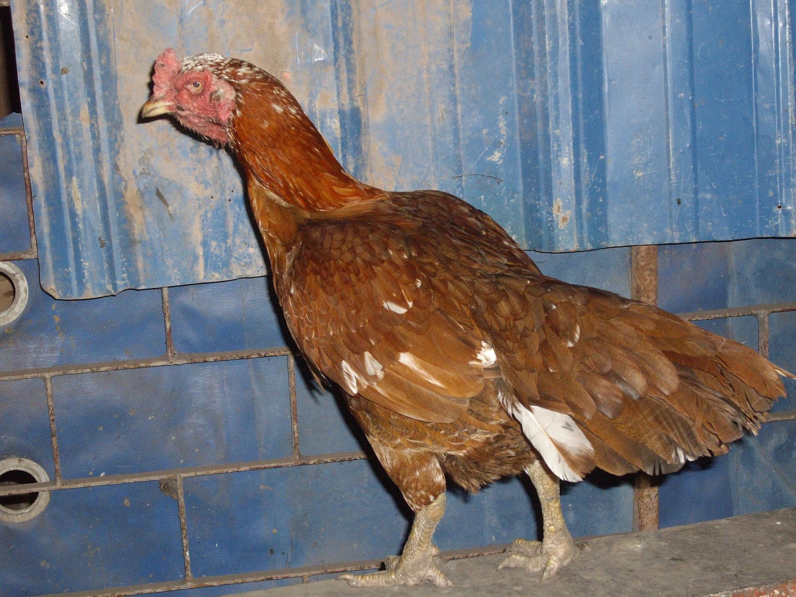 Pembiak Ayam Ratu LHK dan Malaysia Indio Gigante: Ayam sabung di Kg ...