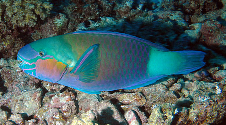 Mostly Open Ocean: The resilience of coral reefs