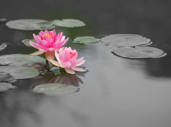 Purify the colors, purify my mind: For Fri. April 15- Focal Point and ...