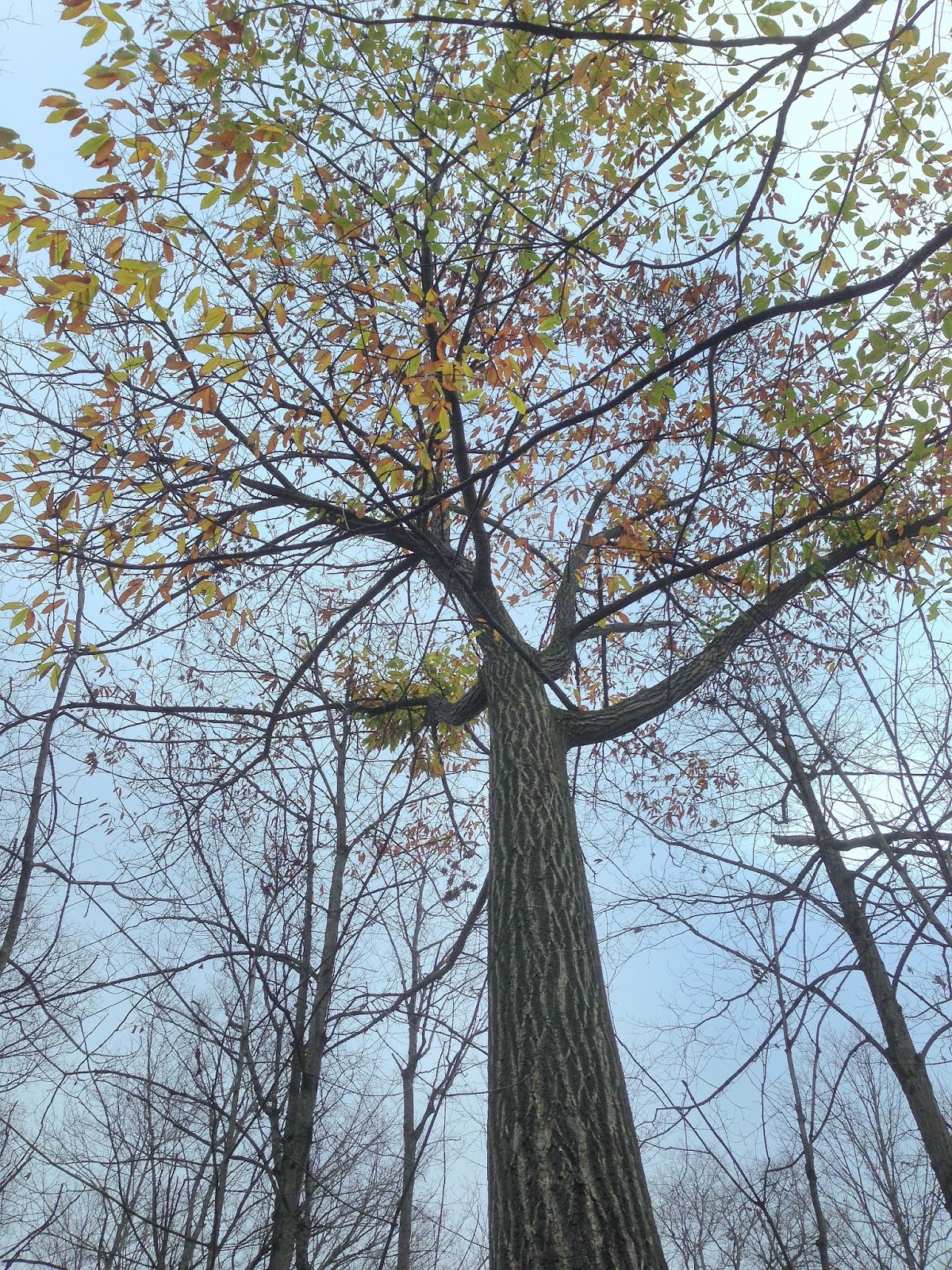 New England Forests: 2017