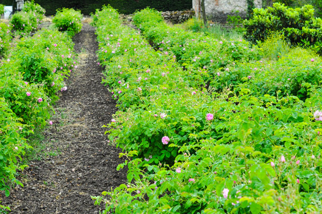 Handpicking the Rose Centifolia in Grasse, France – Emily Jane Johnston