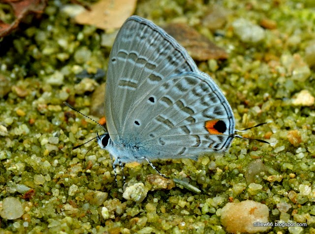 The Forested Path (and Beyond): BUTTERFLIES of RAUB: The Silver Forget ...