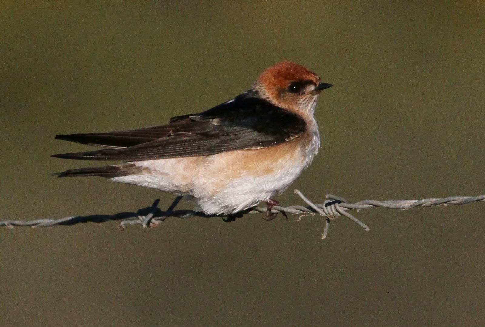 Richard Waring's Birds of Australia: Red-browed Pardalote, Southern ...