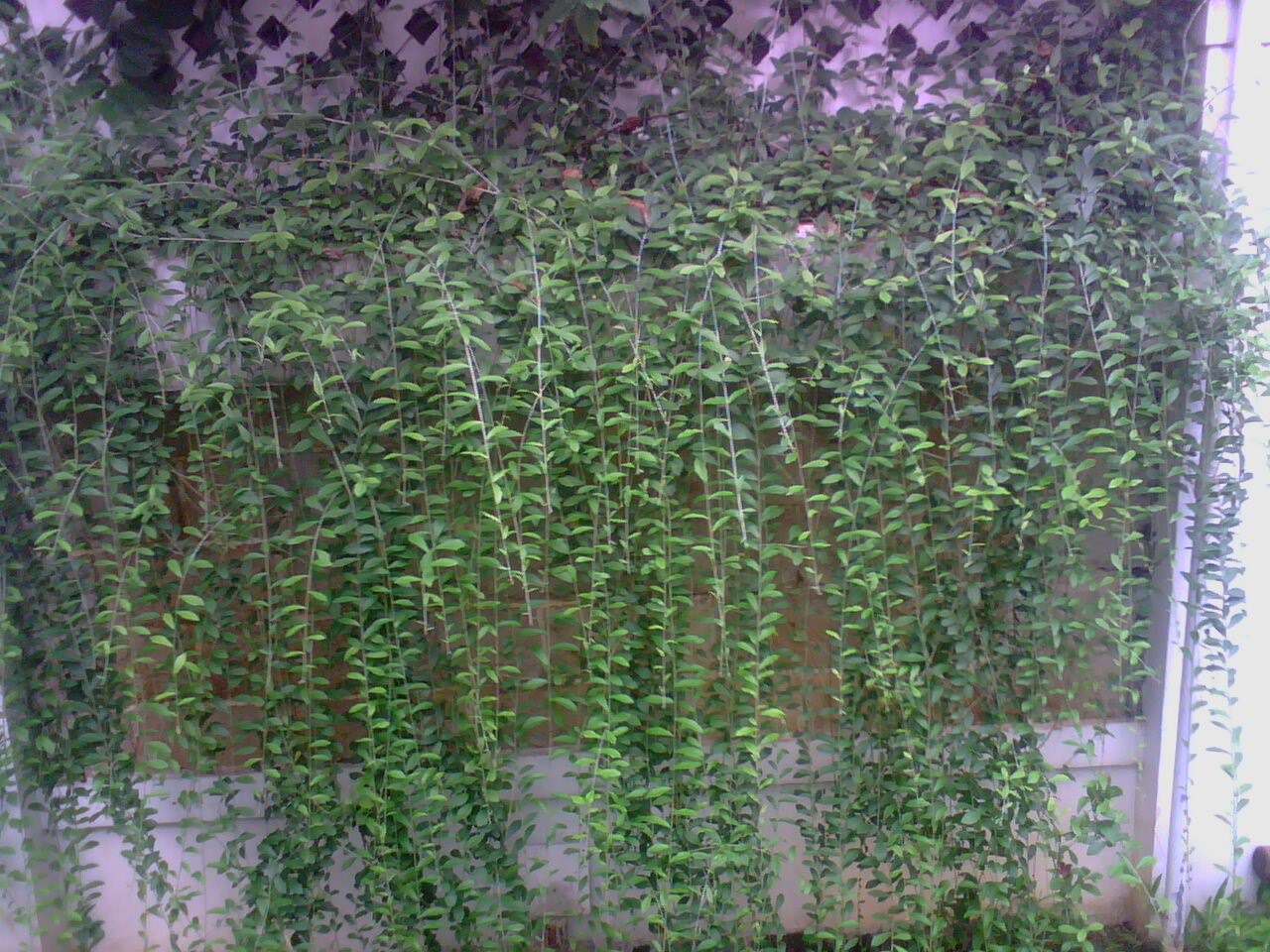 Inspirasi Tanaman Rambat Melati Belanda