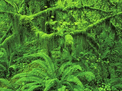 Beautiful Rainforest Backgrounds ~ Wallpaper & Pictures