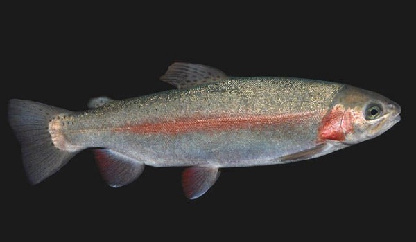 Essa espécie migratória de truta marinha evoluiu para se adaptar ao ...