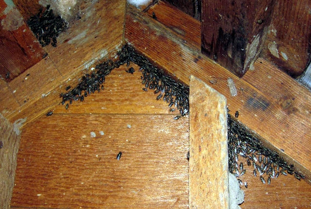 Avon Pest Control Blog: Monthly Pest Spotlight: Cluster Flies