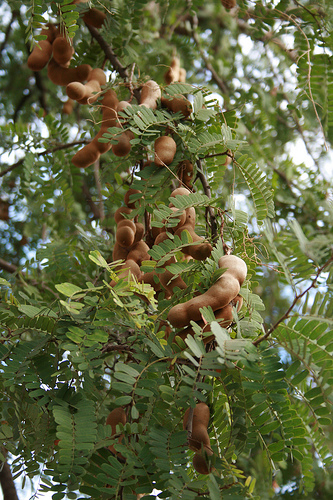 UNDISTINGUISHED THOUGHTS: Ang Matandang Tamarindo