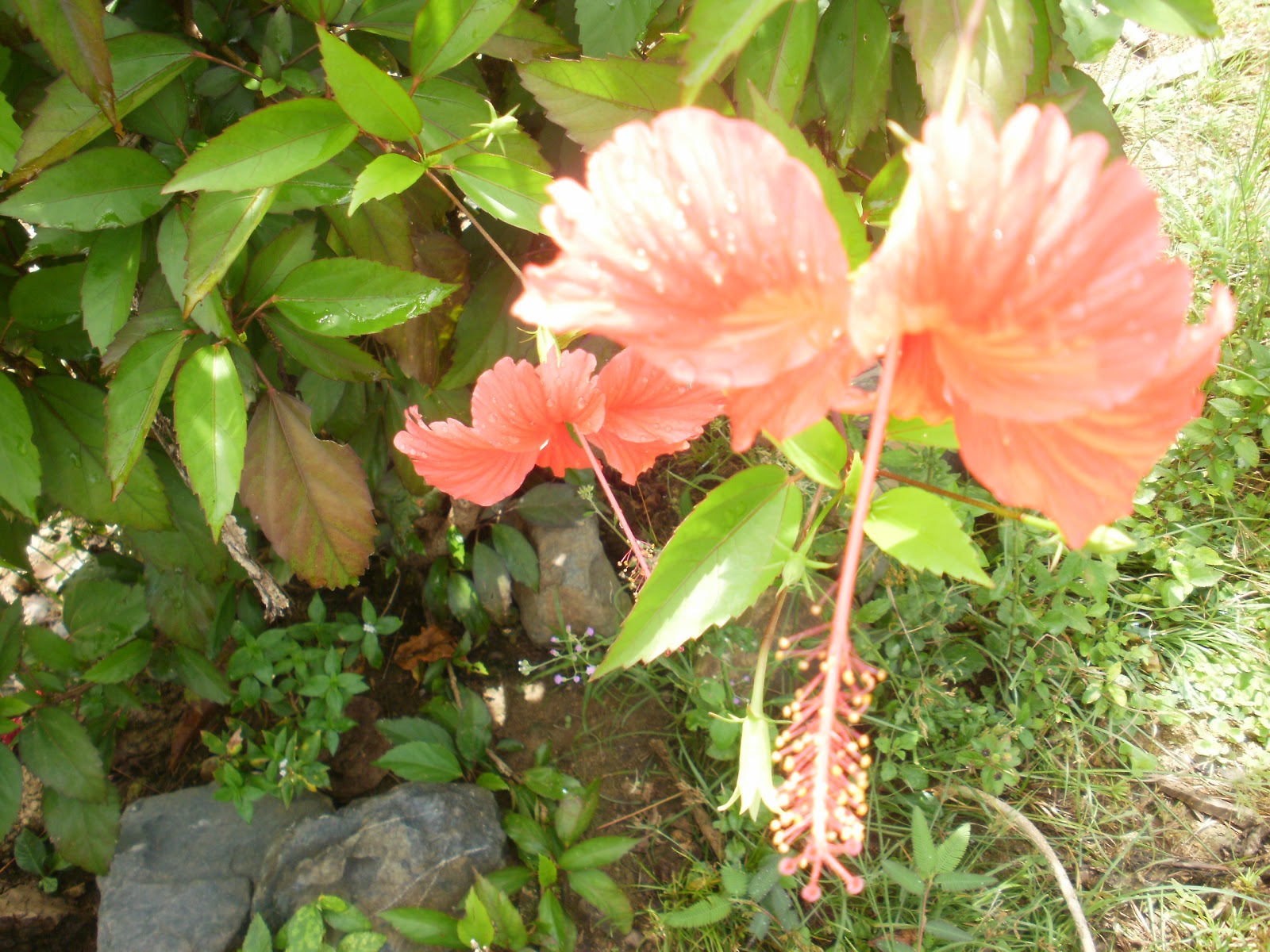 Espejismo de Luna Llena: El Chacaro, Yamasa.