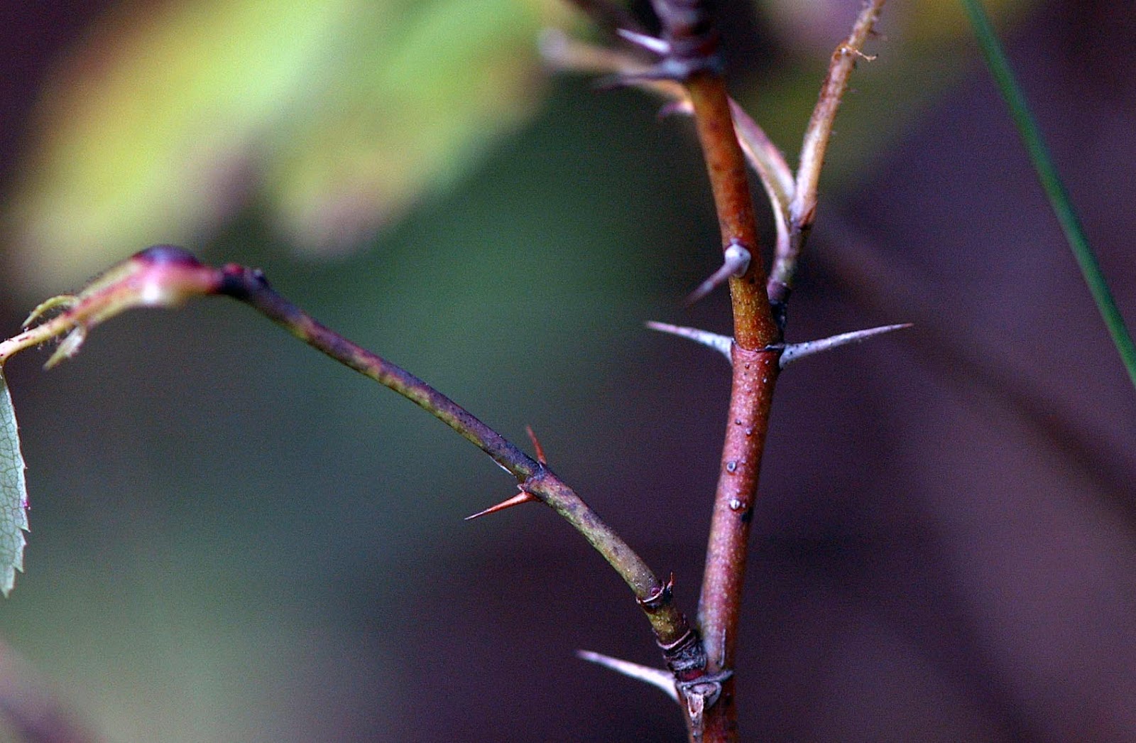 Field Biology in Southeastern Ohio: A Thorny Situation