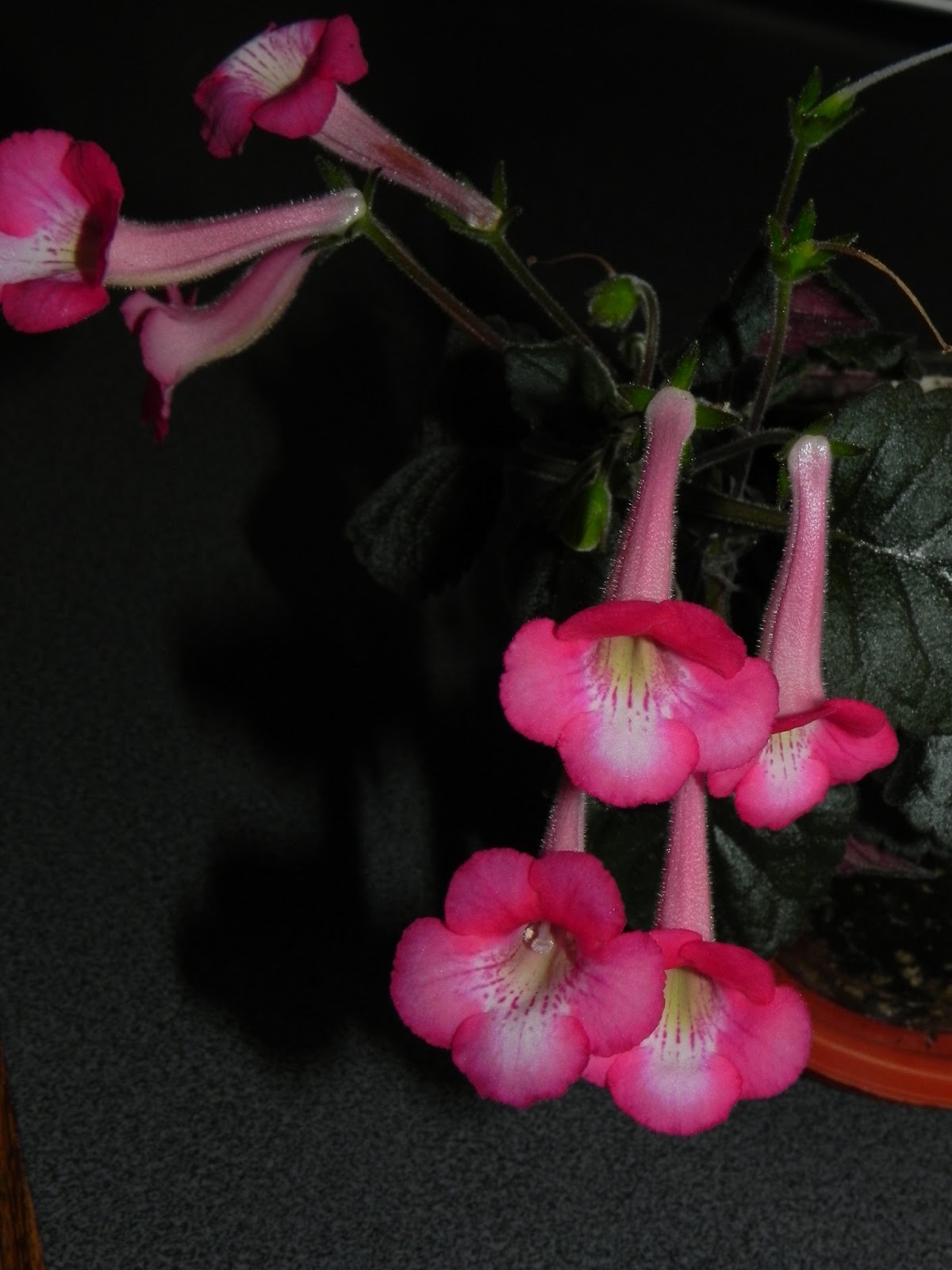 My passion: Plants: Sinningia Mackenzie