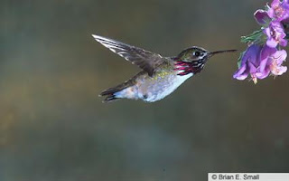 PURPLE SAGE ORIGINALS: Hummingbird Fever