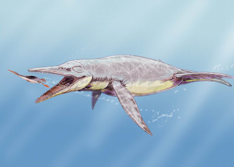 Los animales en la prehistoria: Animales prehistóricos con la letra B