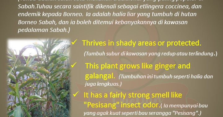 TUHAU ~ QueYun TUHAU SABAH BORNEO