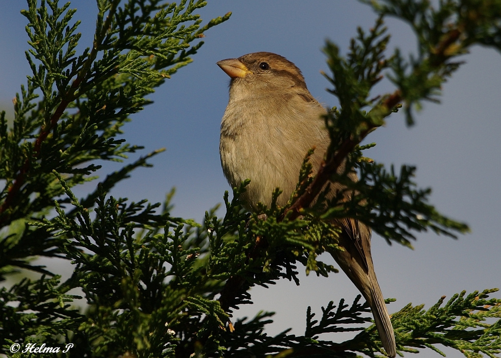 Helma's natuurfoto's: De Huismus (Passer domesticus).......