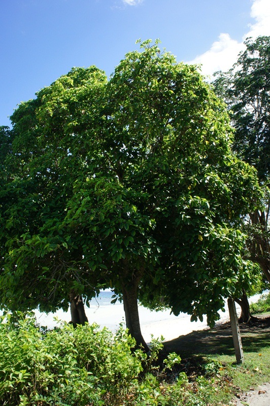 OUR PHILIPPINE TREES: The Boholano Banilad