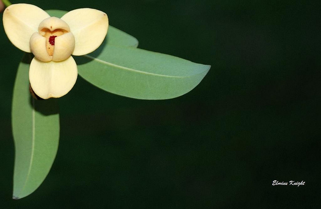 Pyea-Baal Cambodia: Rumdul - National flower of Kingdom of Cambodia